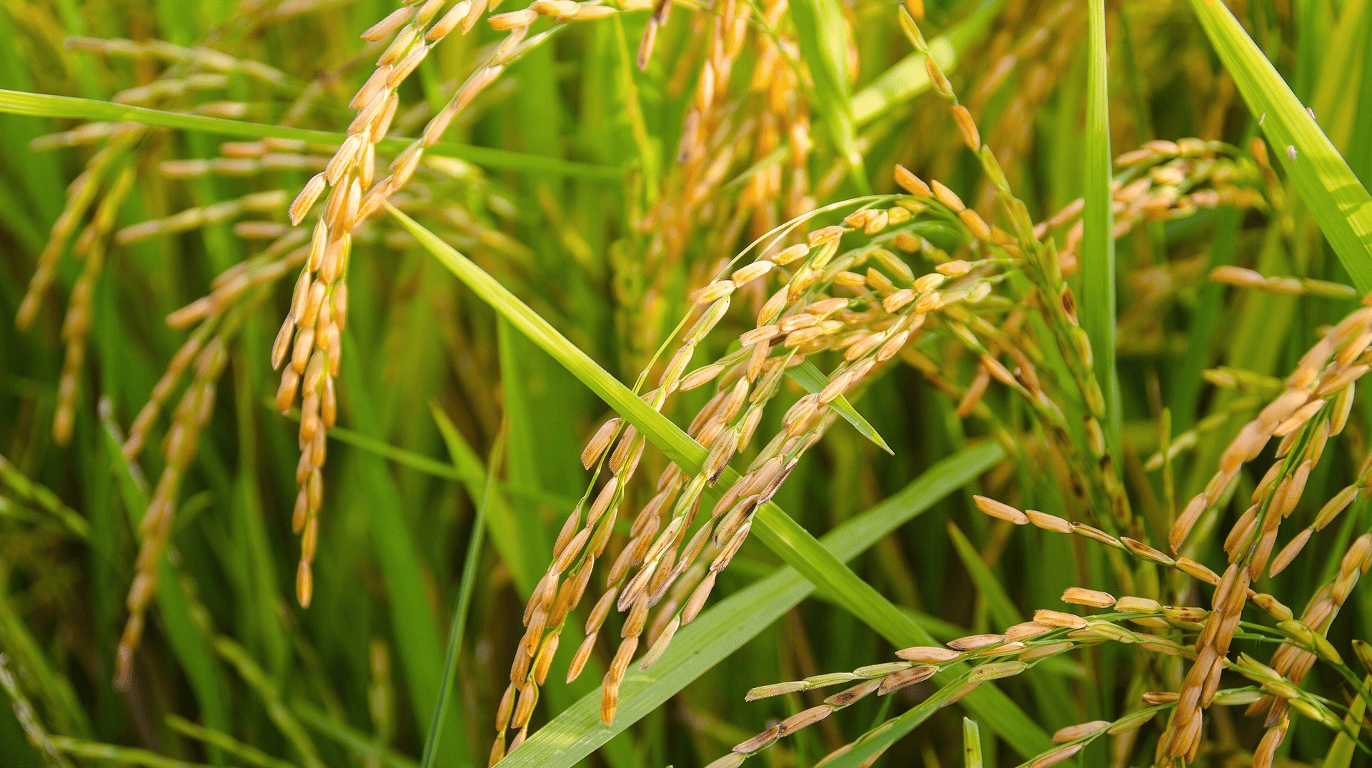 Experience the Real Agriculture – City Rice